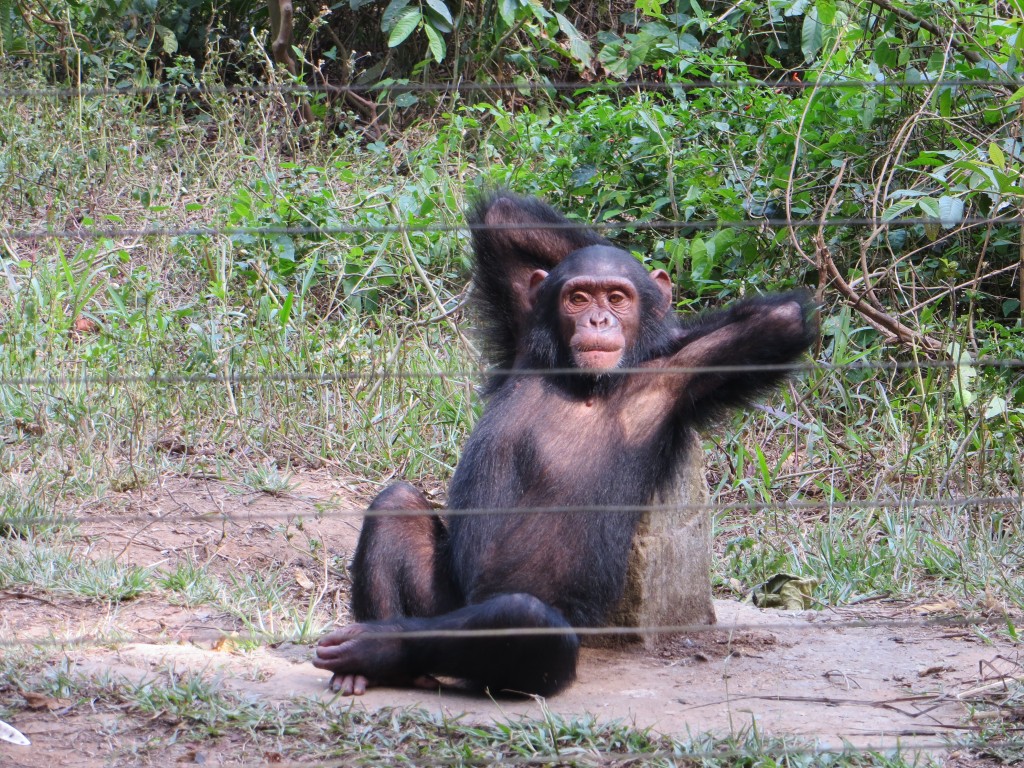 Ape Action Africa