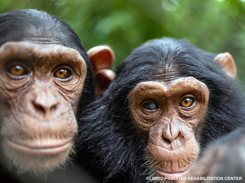 Ch 1: Review of Ape Disease and Health